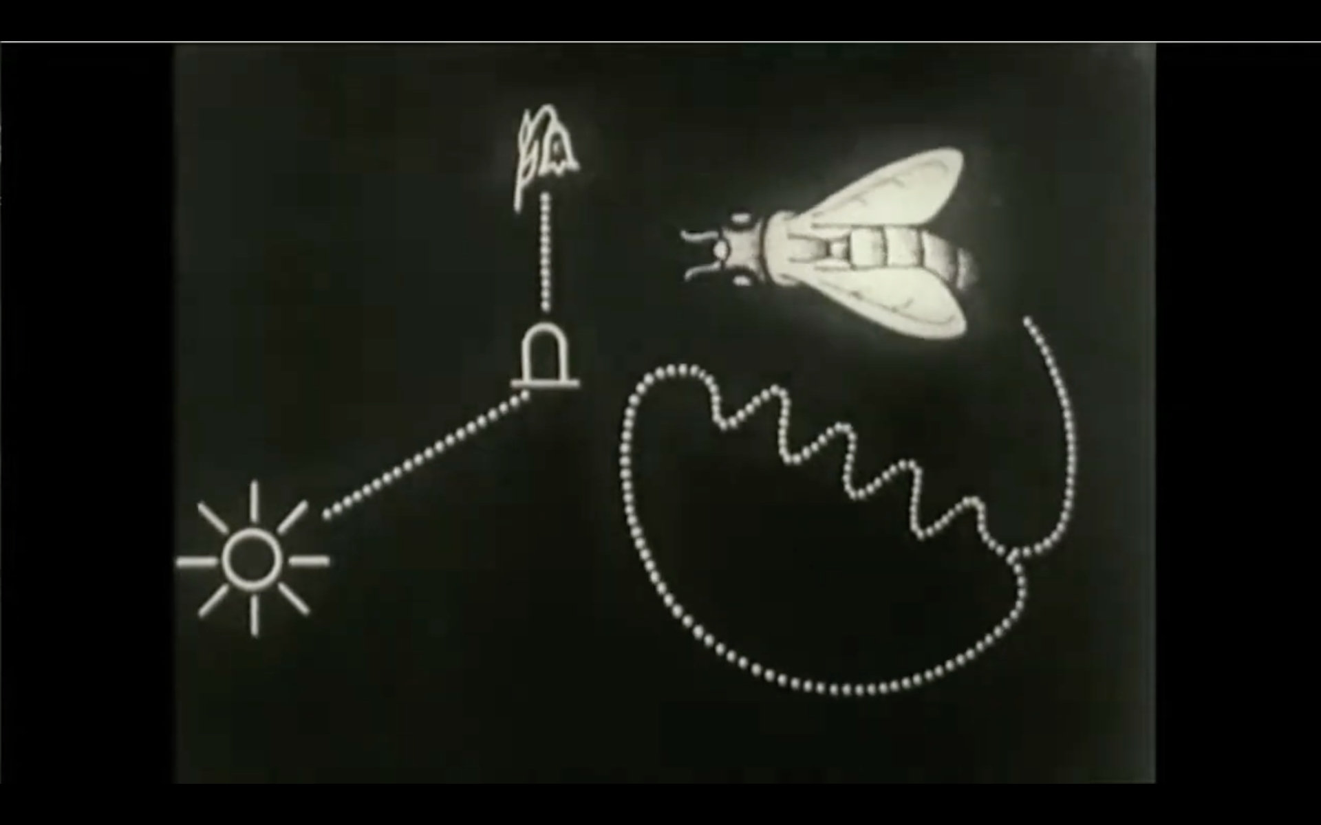 Cité Éducative – Ciné-ruche, des abeilles et des hommes – Aflam